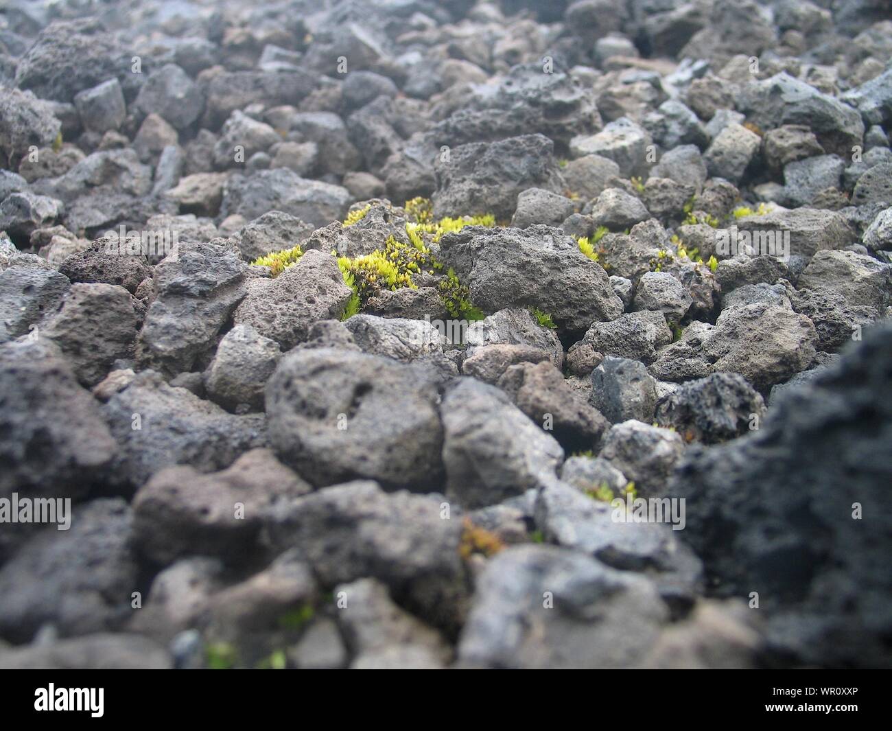 Growing through rock hi-res stock photography and images - Alamy