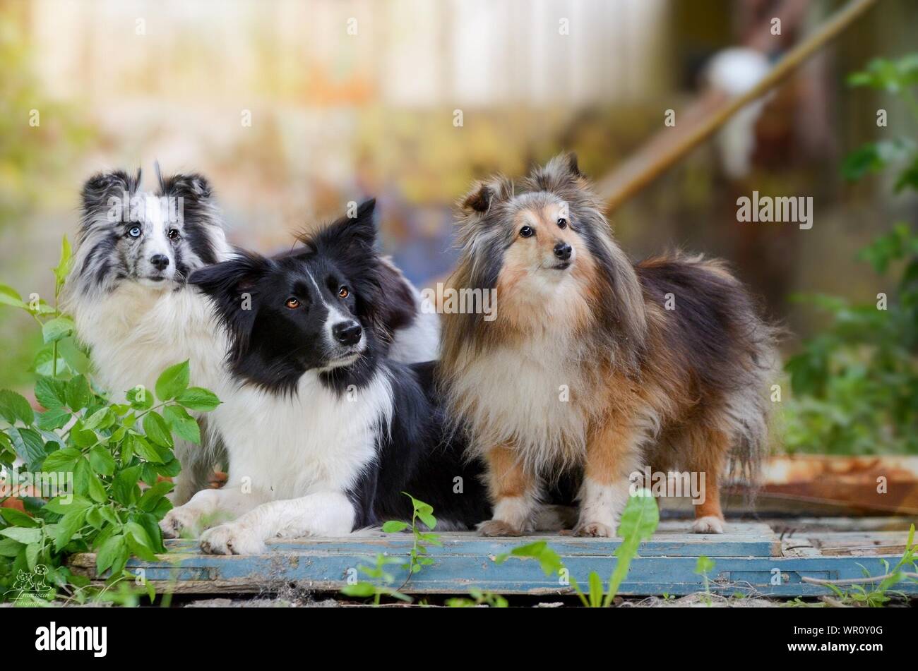Dogs In Back Yard Stock Photo - Alamy