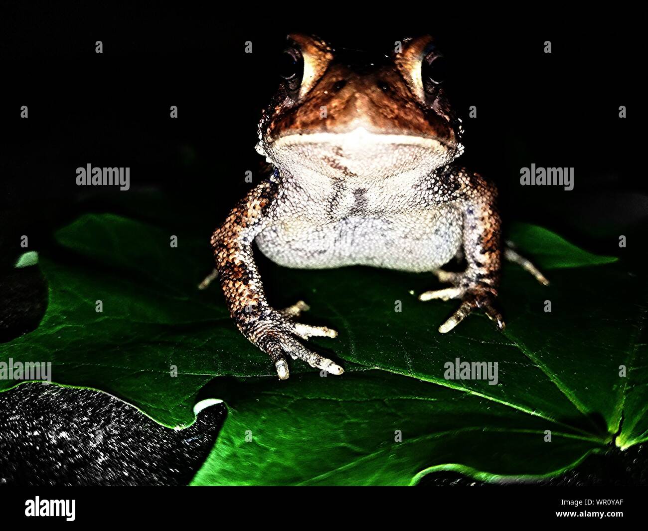 Frog black hi-res stock photography and images - Alamy
