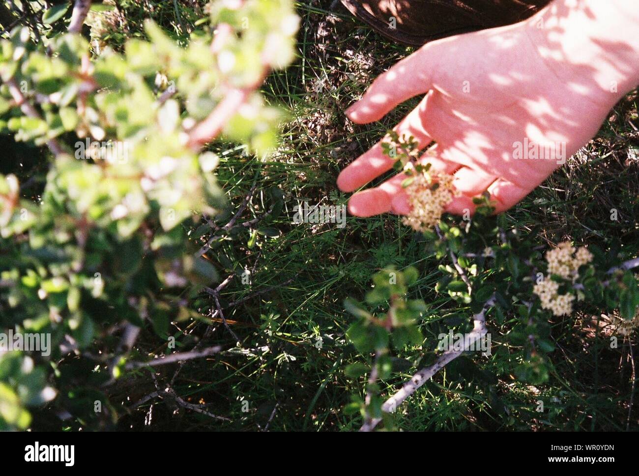Finger touching plants hi-res stock photography and images - Alamy