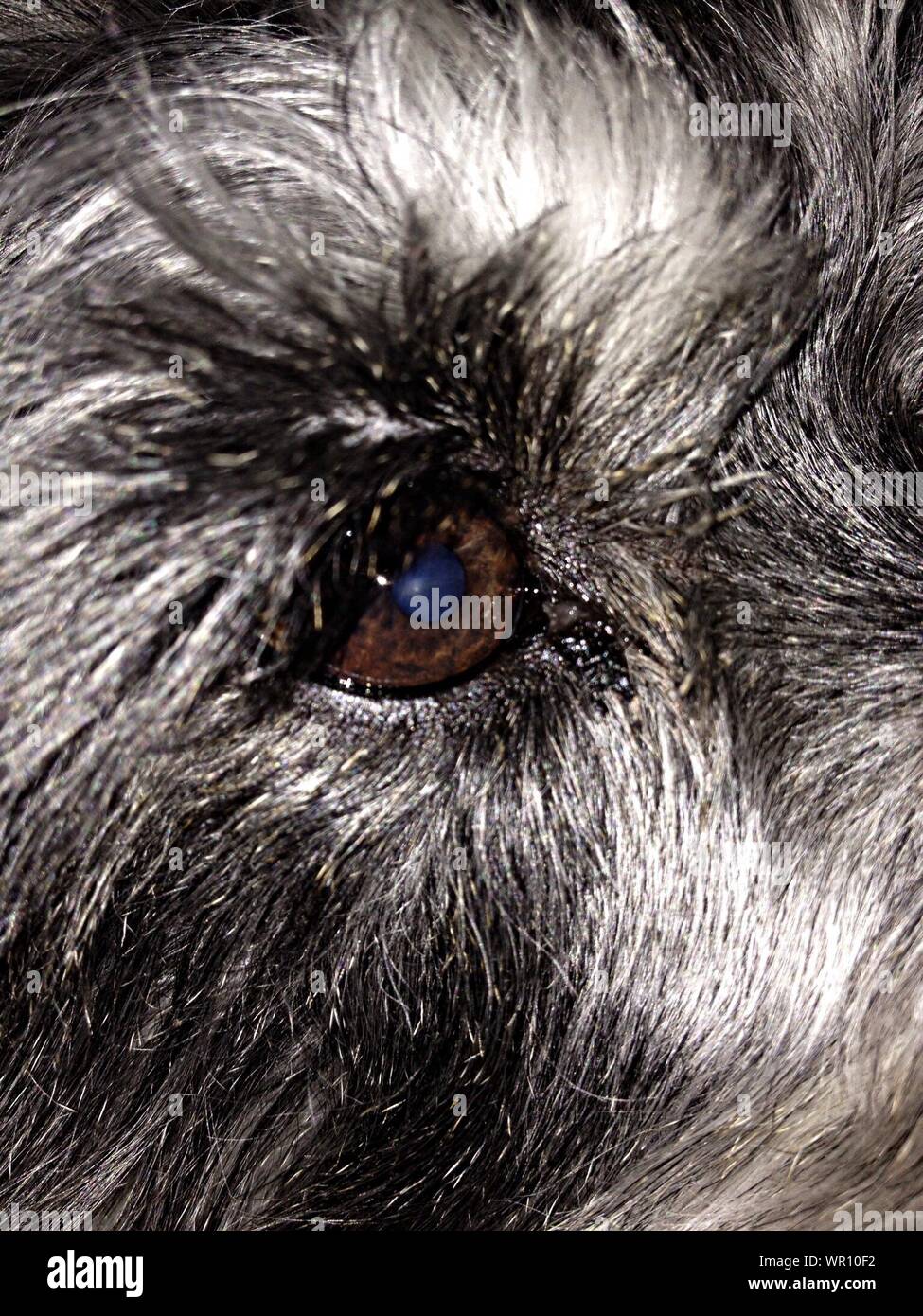 Extreme Close Up Dog Eye Animal Eye High Resolution Stock Photography ...