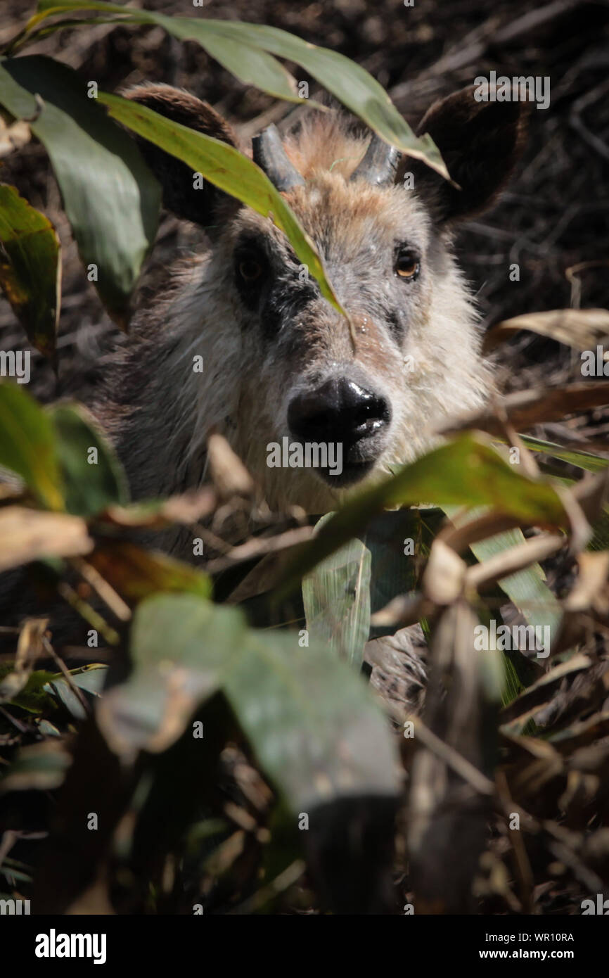 Japanese serow hi-res stock photography and images - Alamy