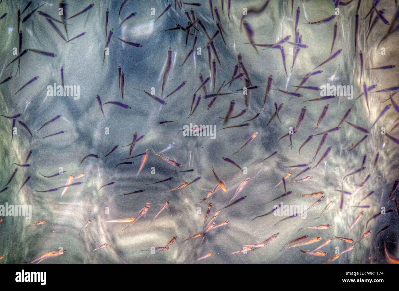 Transparent small fish hi-res stock photography and images - Alamy