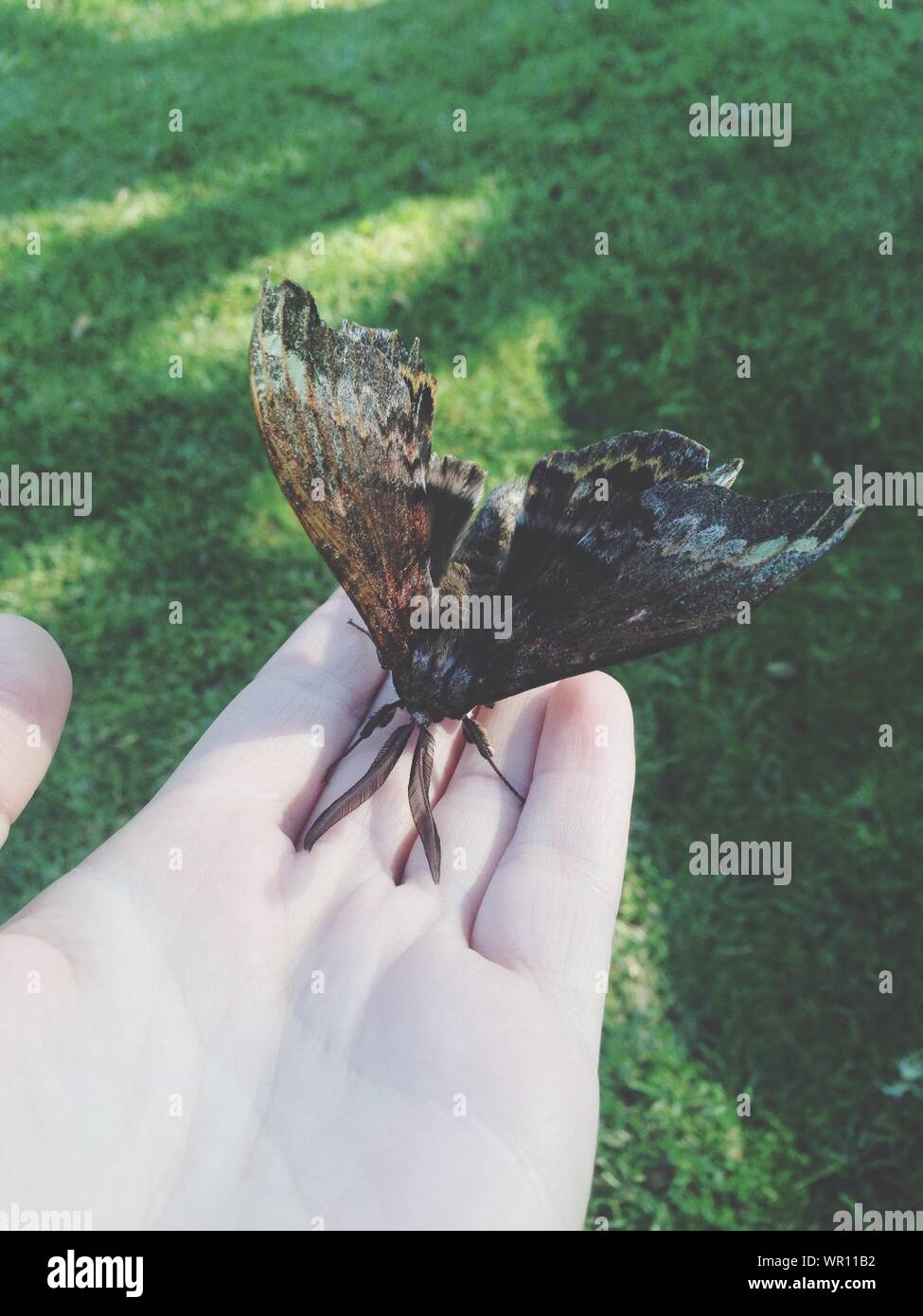 Person holding moth hi-res stock photography and images - Alamy