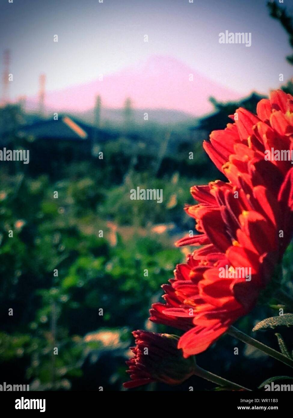 Red flower in field hi-res stock photography and images - Alamy