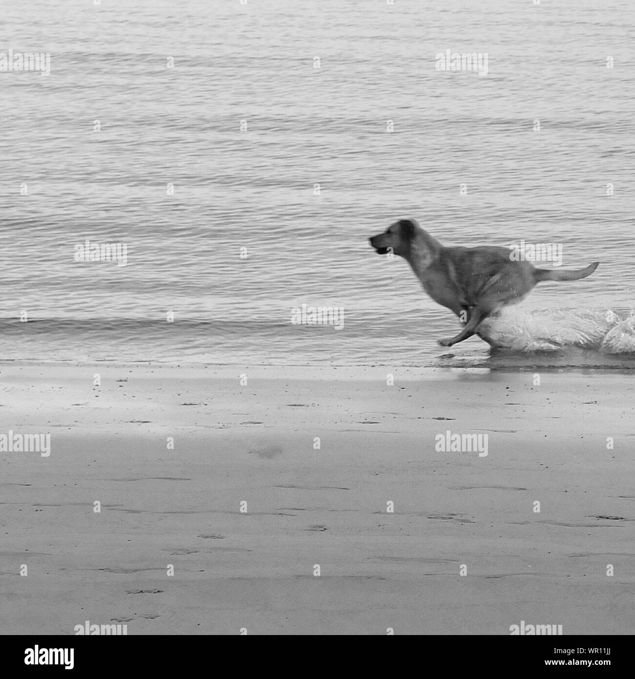 Labrador running beach hi-res stock photography and images - Alamy