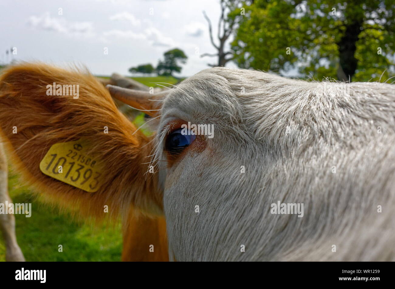 Cow with ear tag hi-res stock photography and images - Alamy