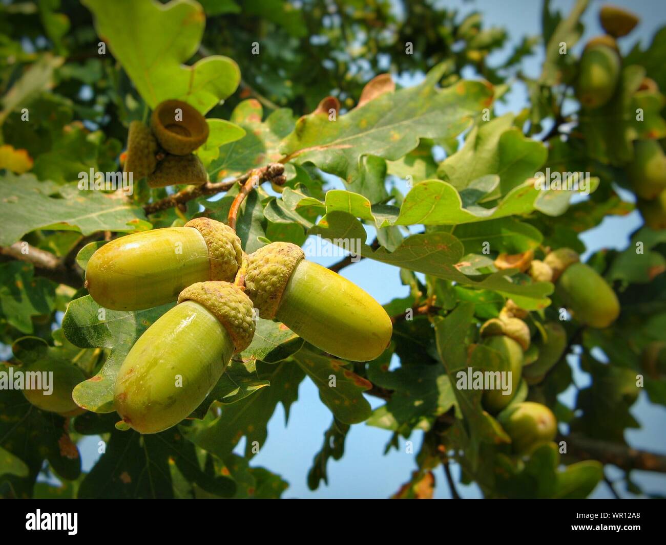 Acorns Growing On Oak Tree High Resolution Stock Photography and Images ...