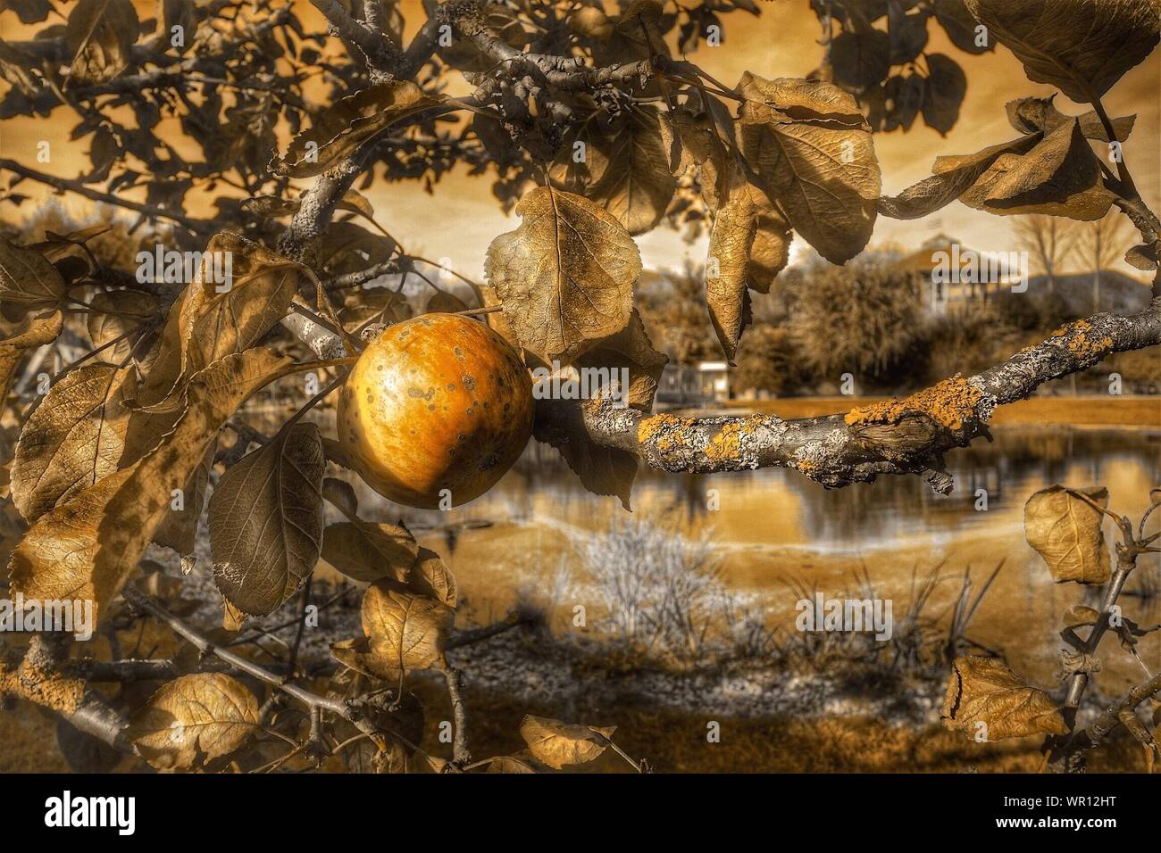 Tree fruit production hi-res stock photography and images - Alamy