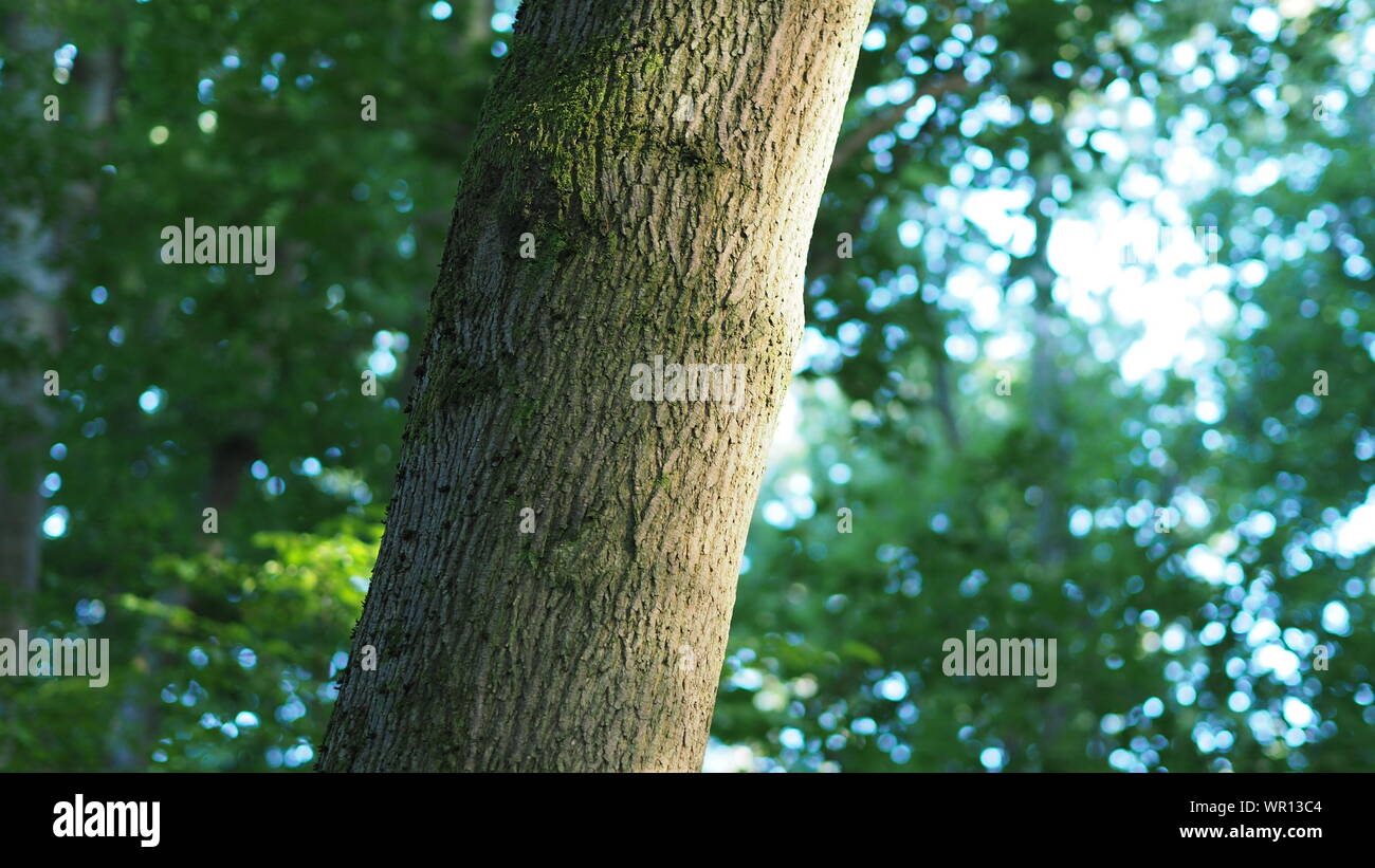 Tree trunk in the forest in mid summer Stock Photo - Alamy