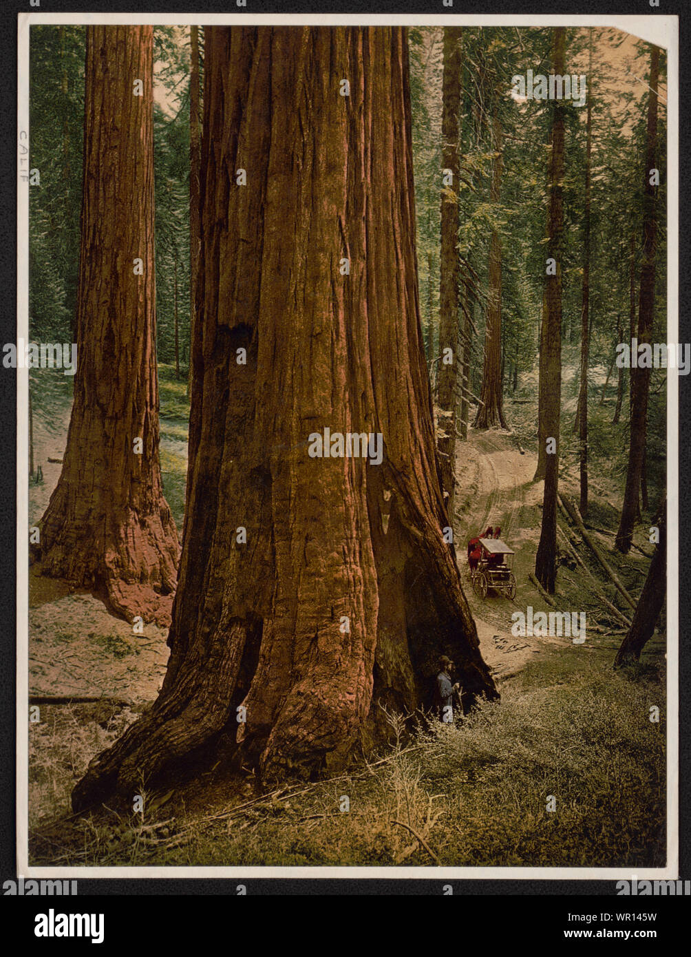 Mariposa Grove of big trees. Three graces Stock Photo - Alamy