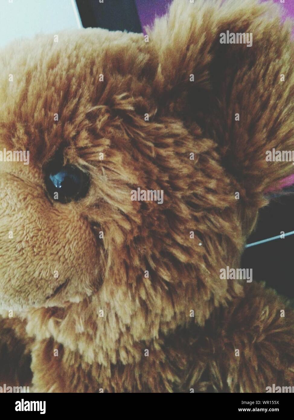 Close up teddy head hi-res stock photography and images - Alamy