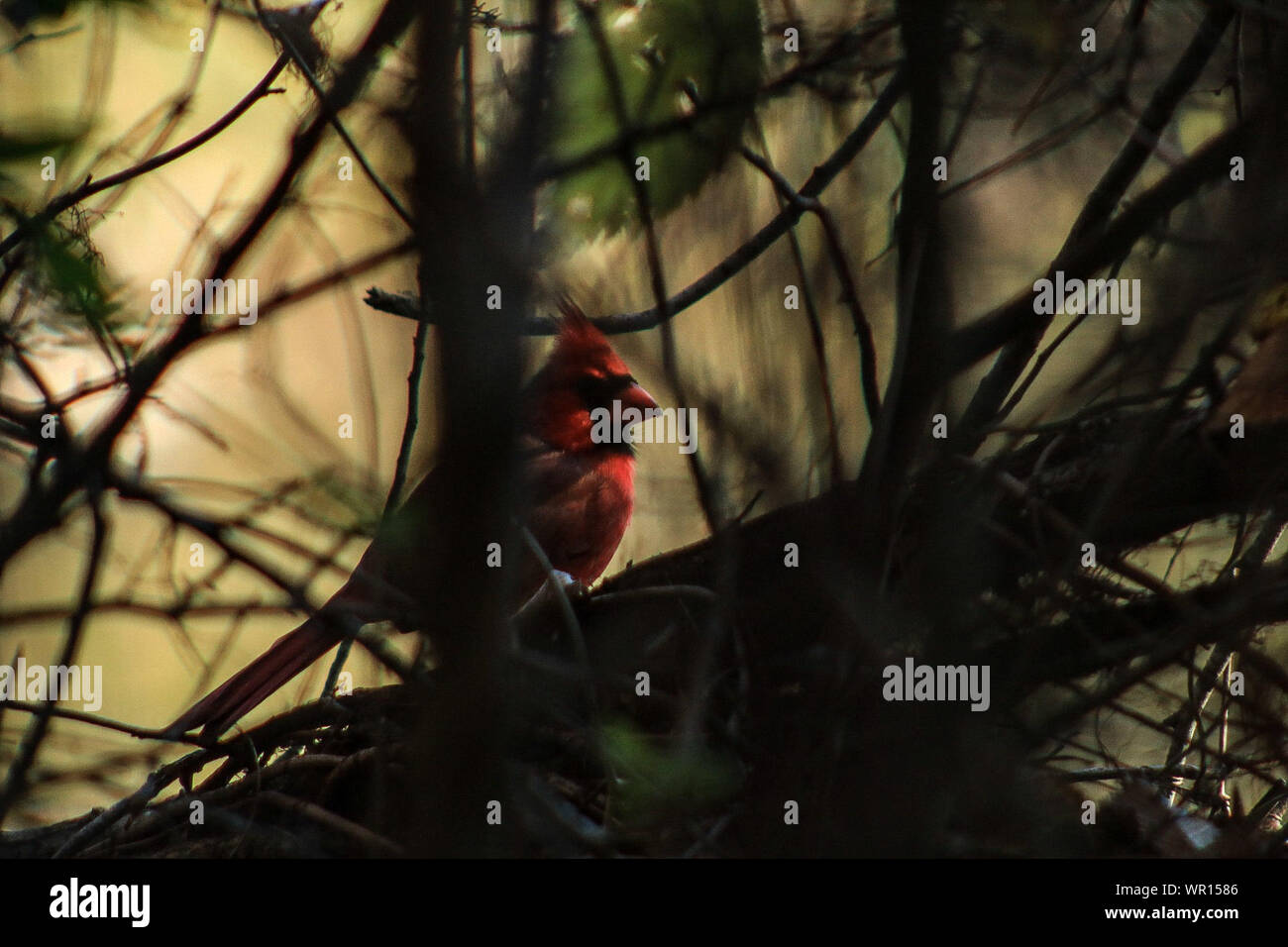 Northern Cardinal In Tree High Resolution Stock Photography and Images ...