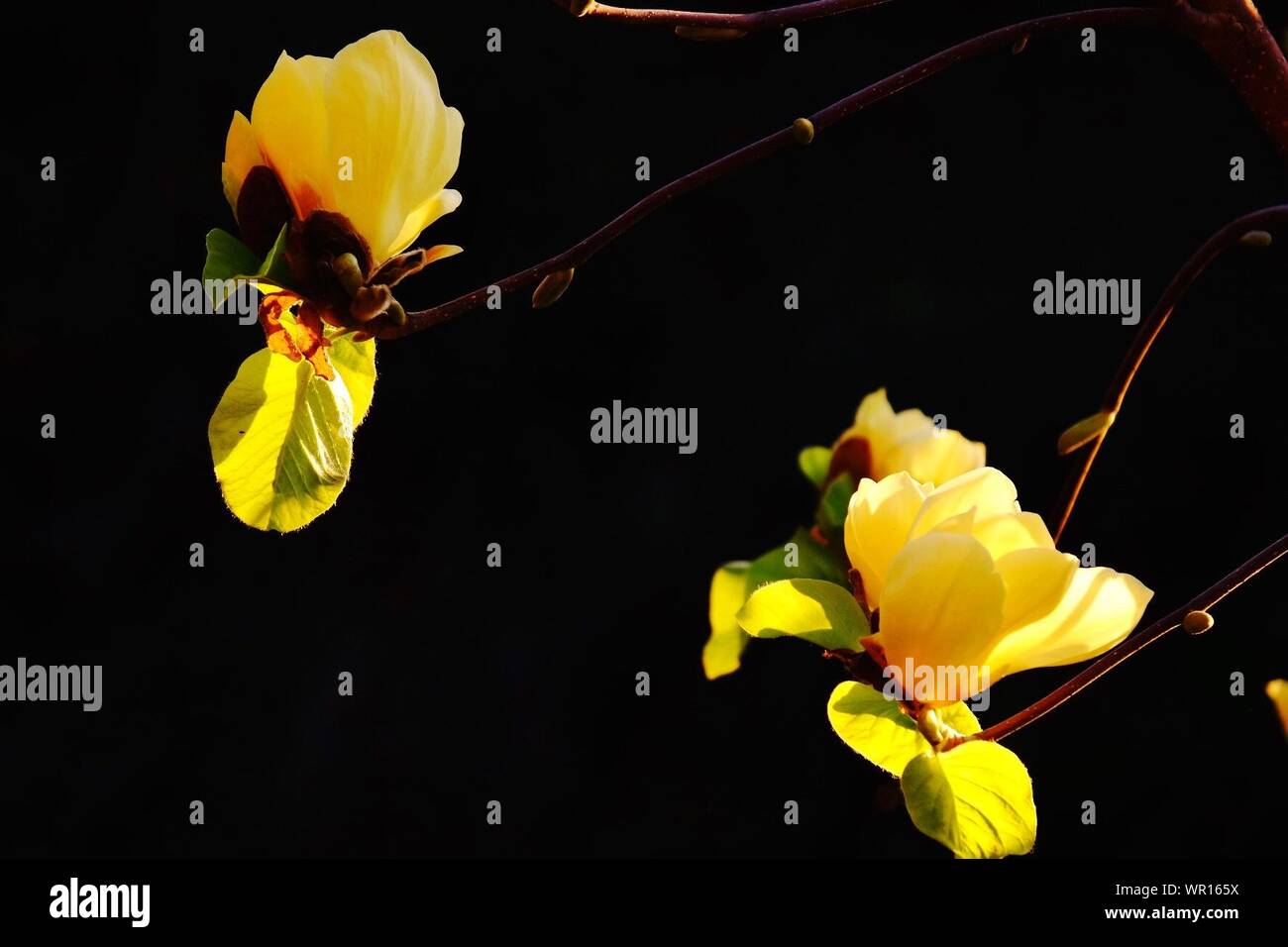 Yellow magnolia hi-res stock photography and images - Alamy