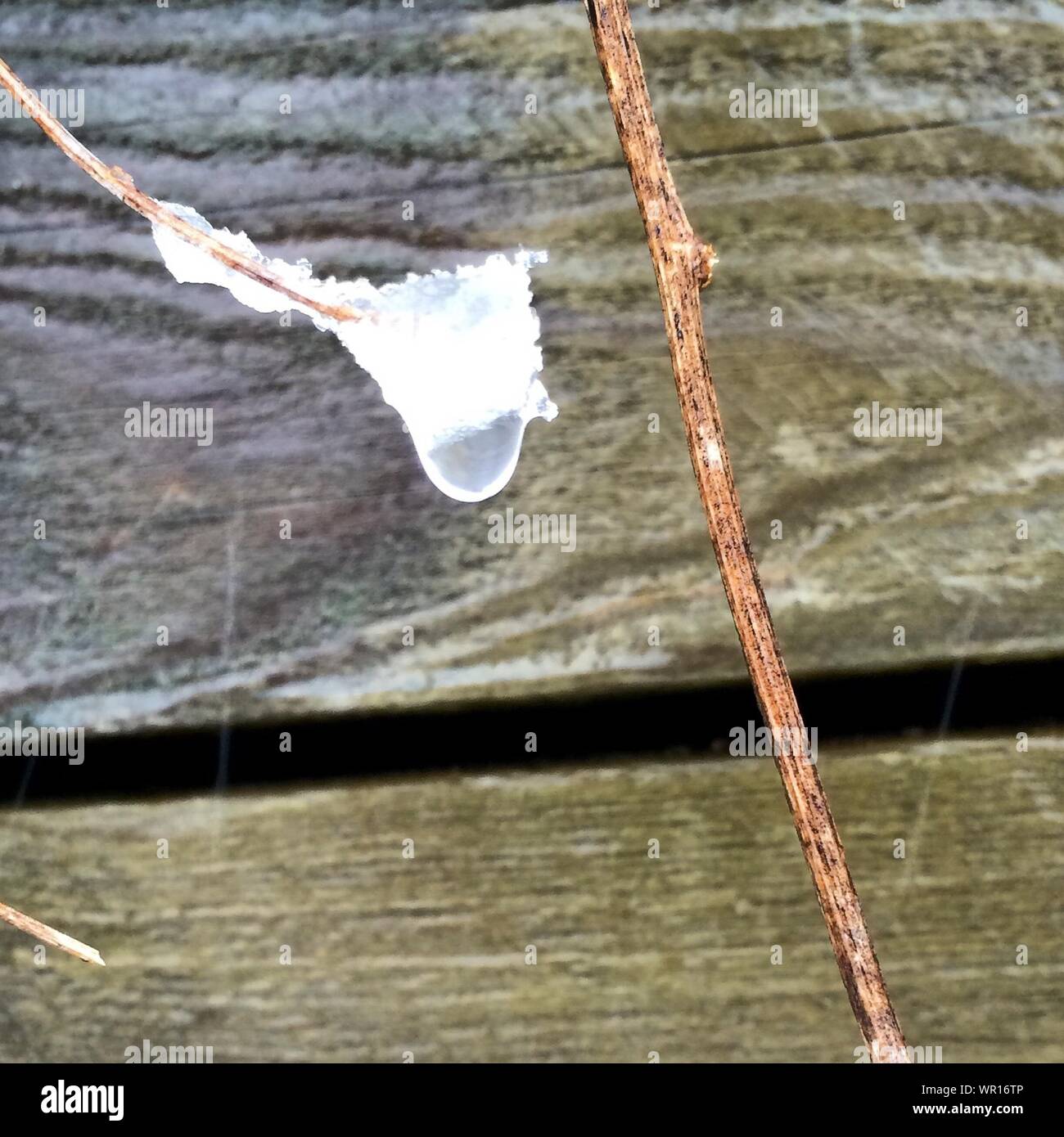 Frozen stick hi-res stock photography and images - Alamy