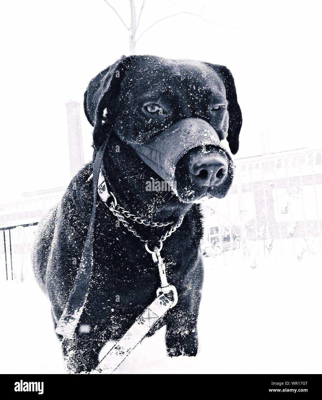 Black labrador retriever snow hi-res stock photography and images - Alamy