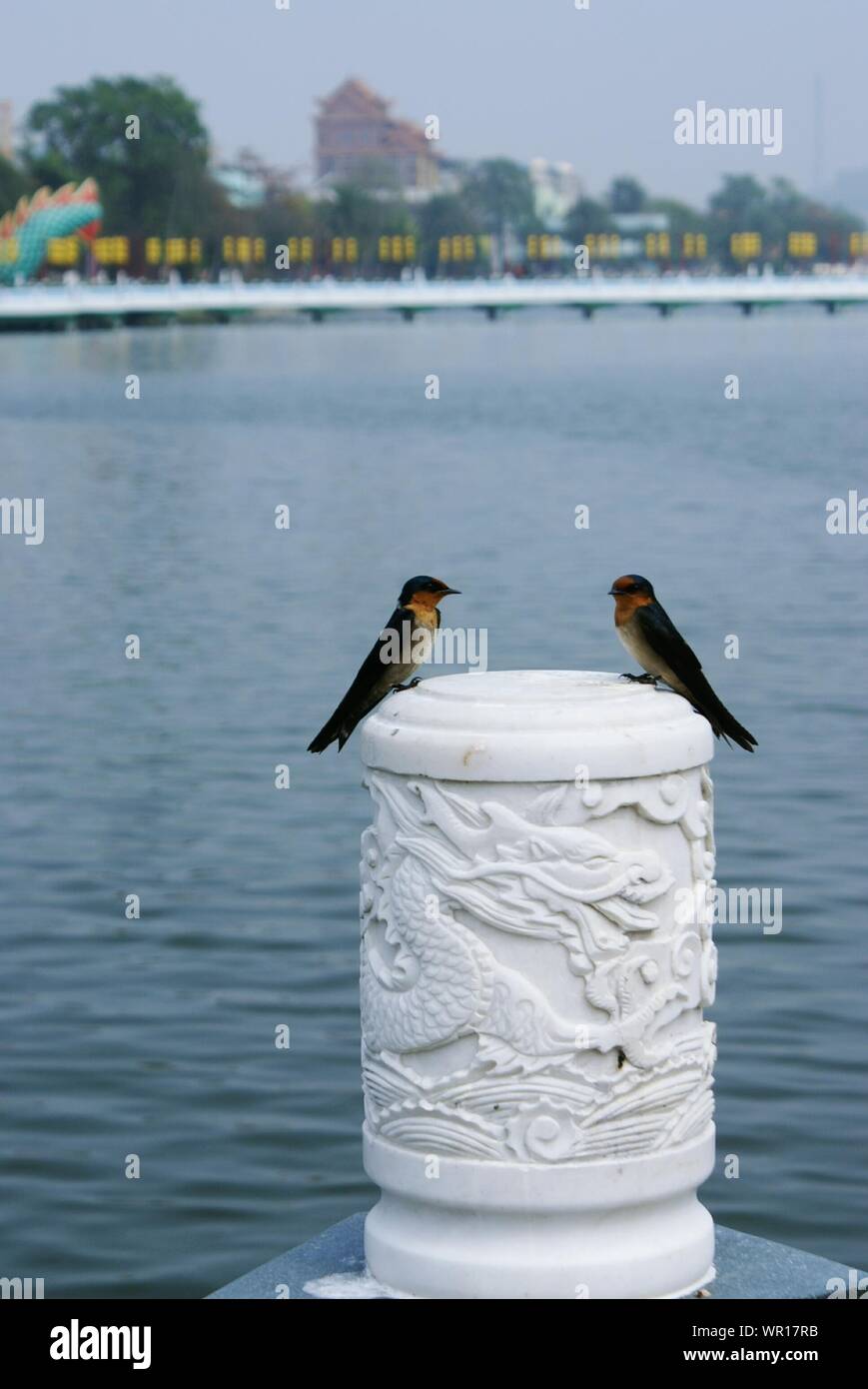 Column of birds hi-res stock photography and images - Alamy
