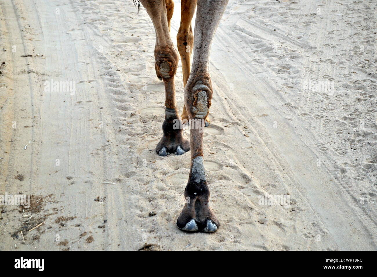 Camel Leg High Resolution Stock Photography and Images - Alamy