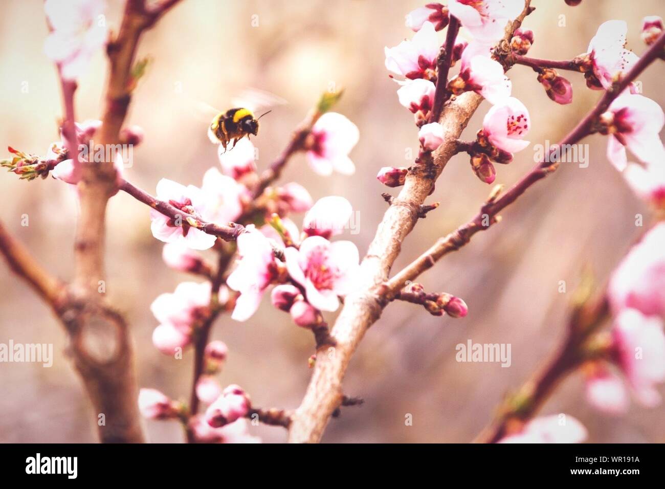 Bee buzzing around flower hi-res stock photography and images - Alamy