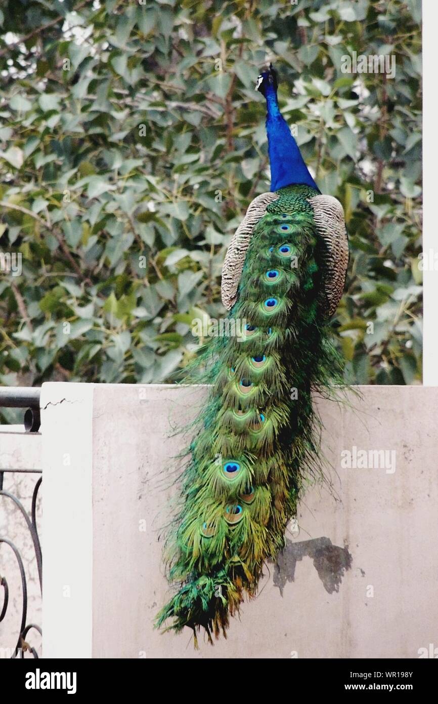 Peacock markings hi-res stock photography and images - Alamy