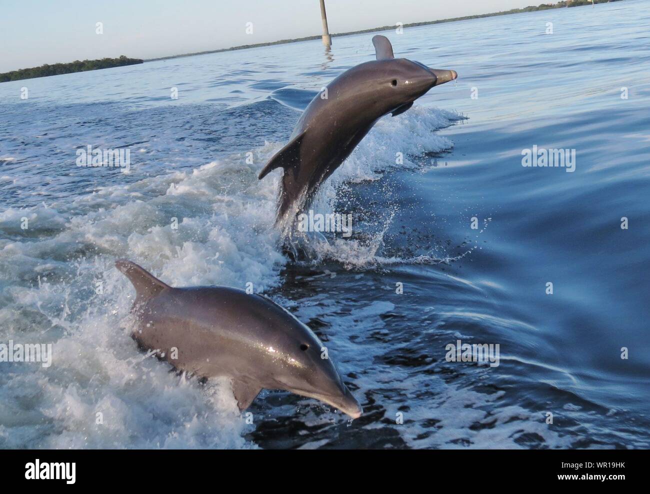Two jumping dolphins in the sea hi-res stock photography and images - Alamy