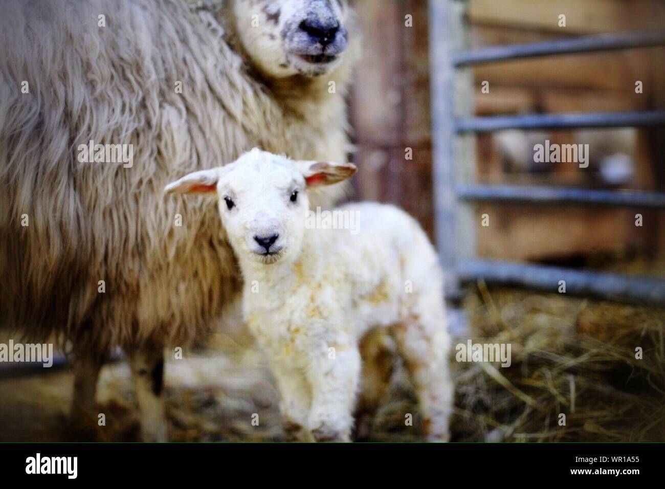 Sheep in stable hi-res stock photography and images - Alamy