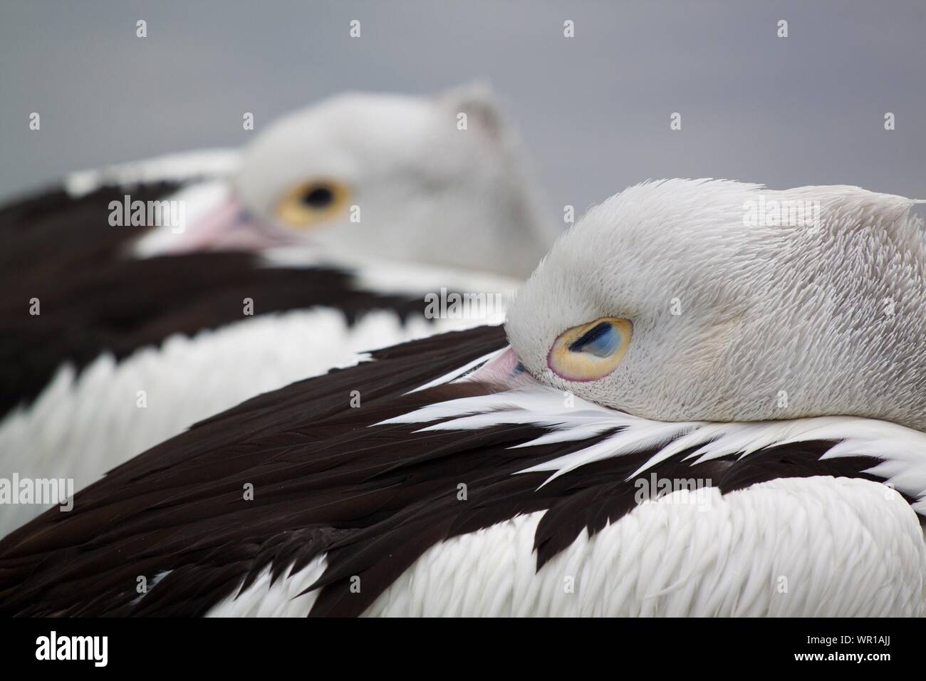 Sleeping pelican hi-res stock photography and images - Alamy