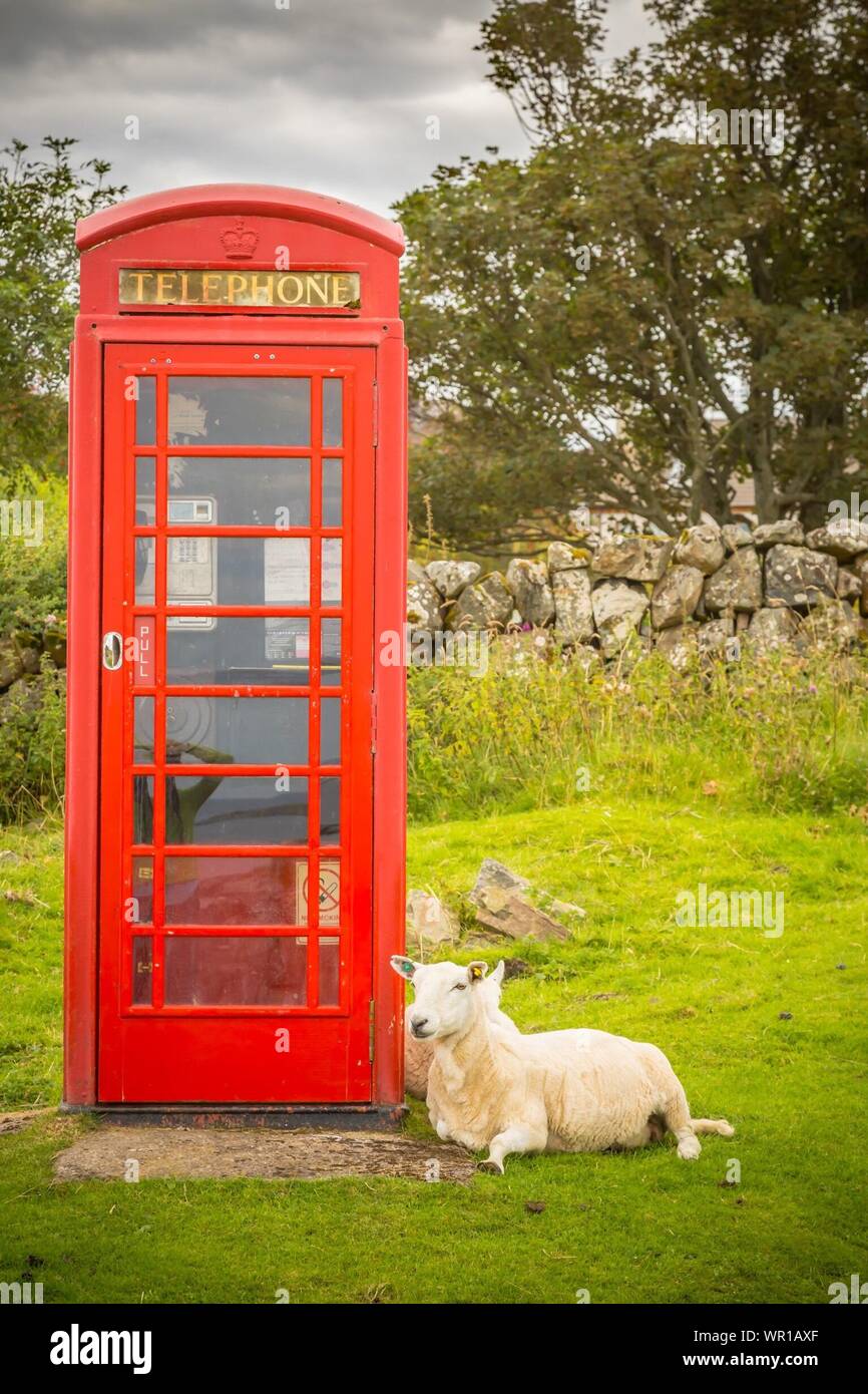 Telephone booth sheep hi-res stock photography and images - Alamy