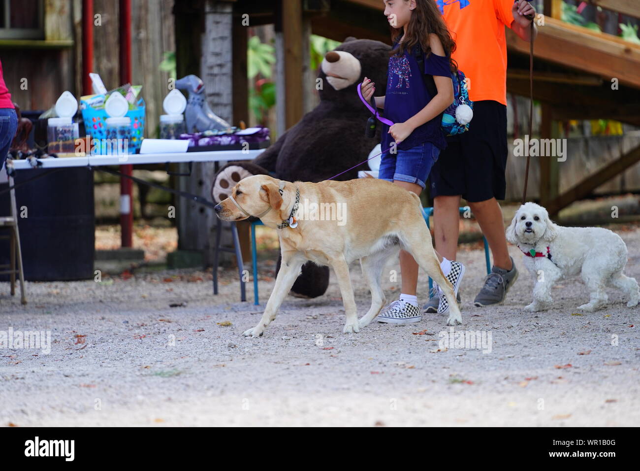 dog, people, animal, pet, white, young, cute, portrait, domestic ...
