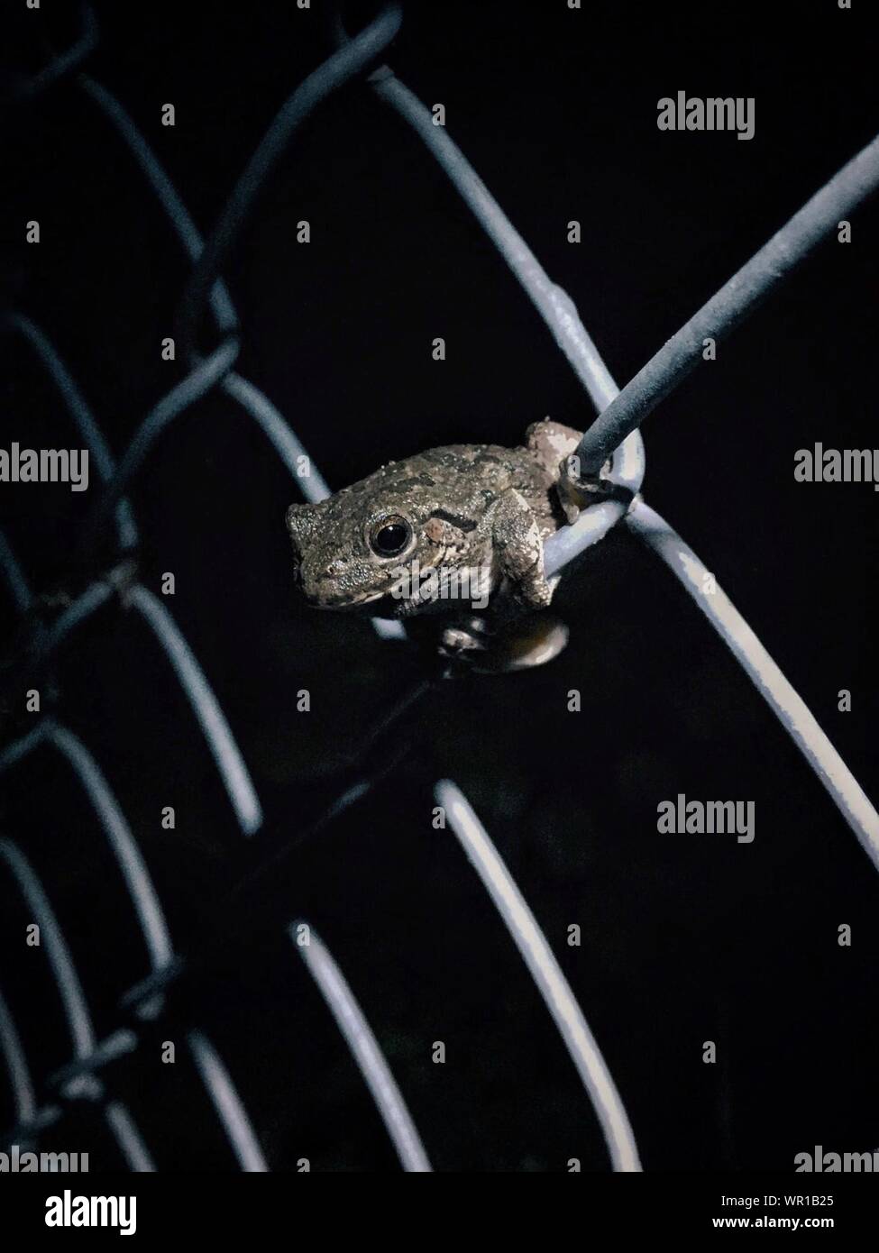 Amphibian fence hi-res stock photography and images - Alamy