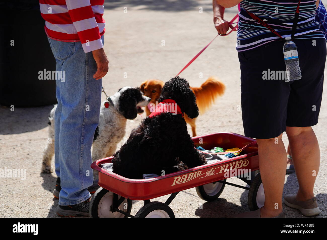 dog, people, animal, pet, white, young, cute, portrait, domestic ...