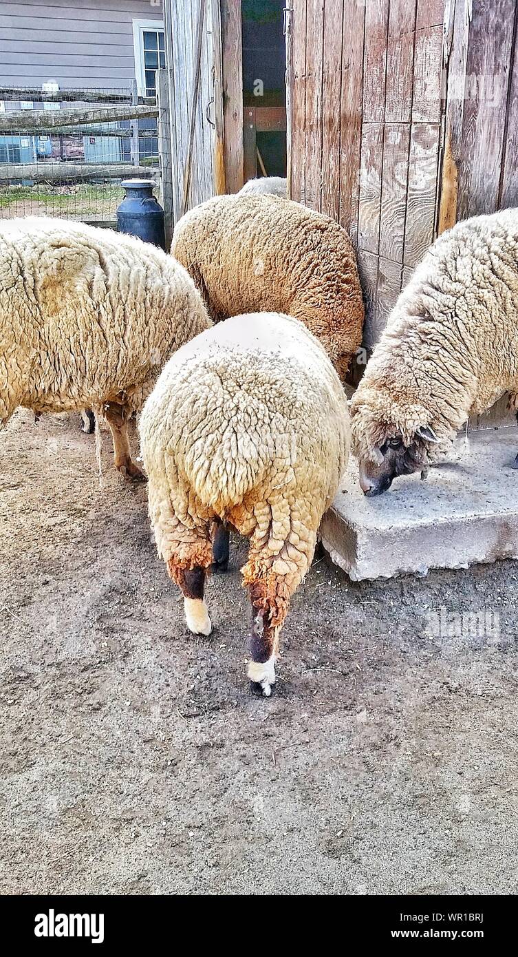 Sheep barn hi-res stock photography and images - Alamy