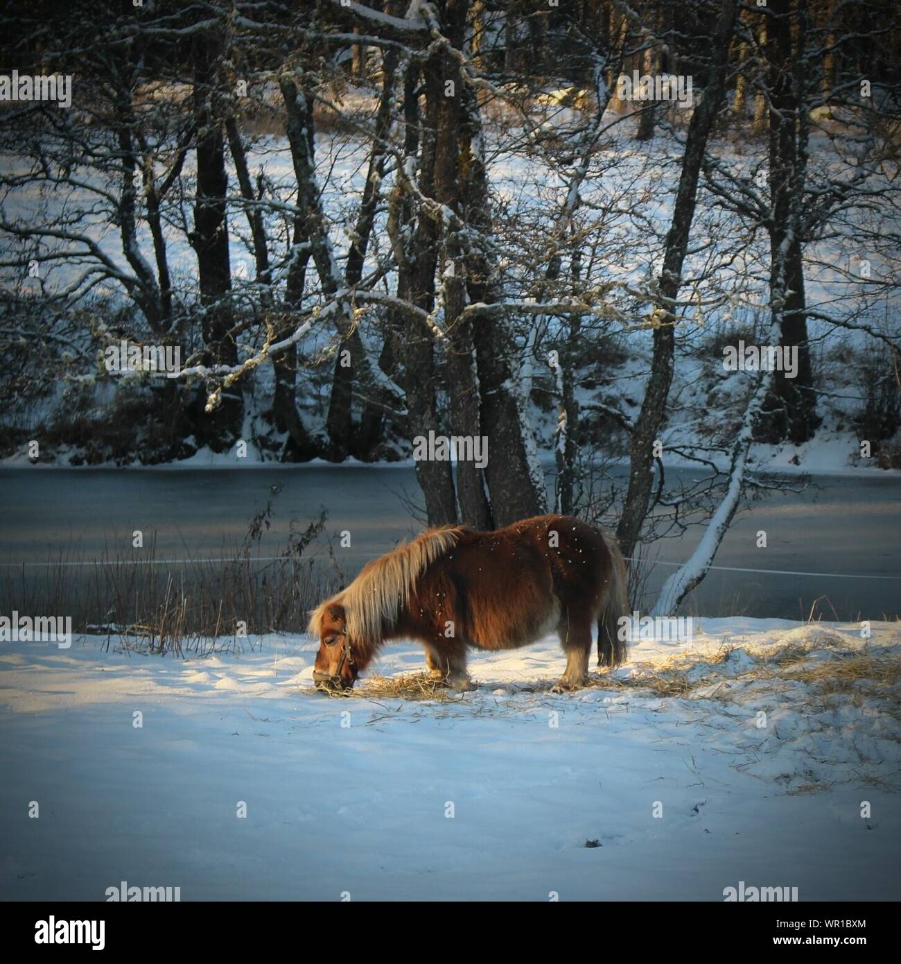 Snow scene with pony hi-res stock photography and images - Alamy