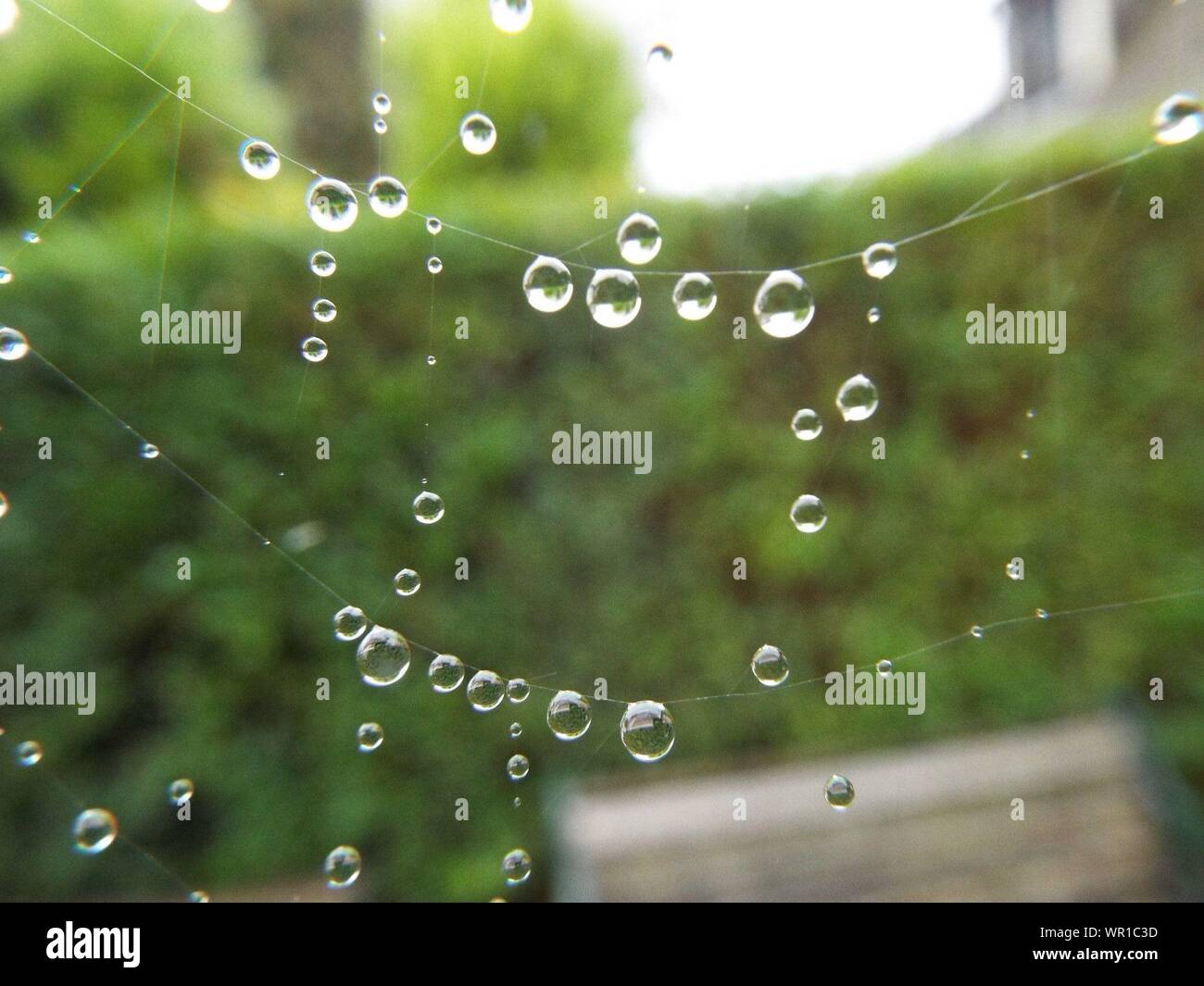Water Spider High Resolution Stock Photography and Images - Alamy