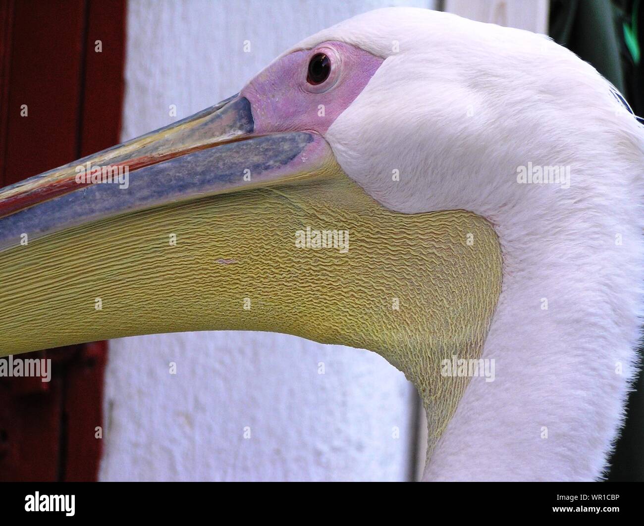 Stone bird head sculpture hi-res stock photography and images - Alamy