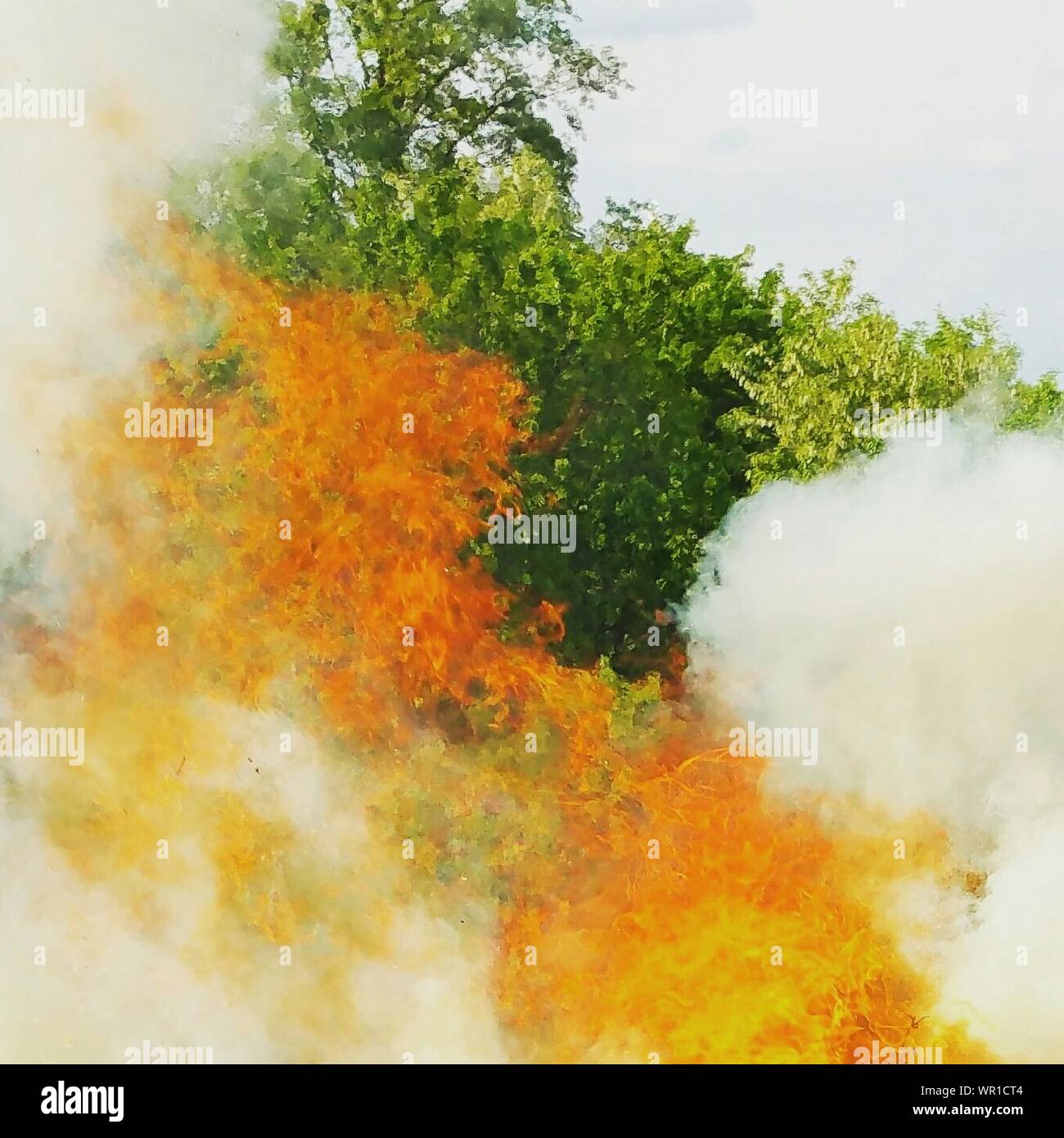 Tree burning hi-res stock photography and images - Alamy