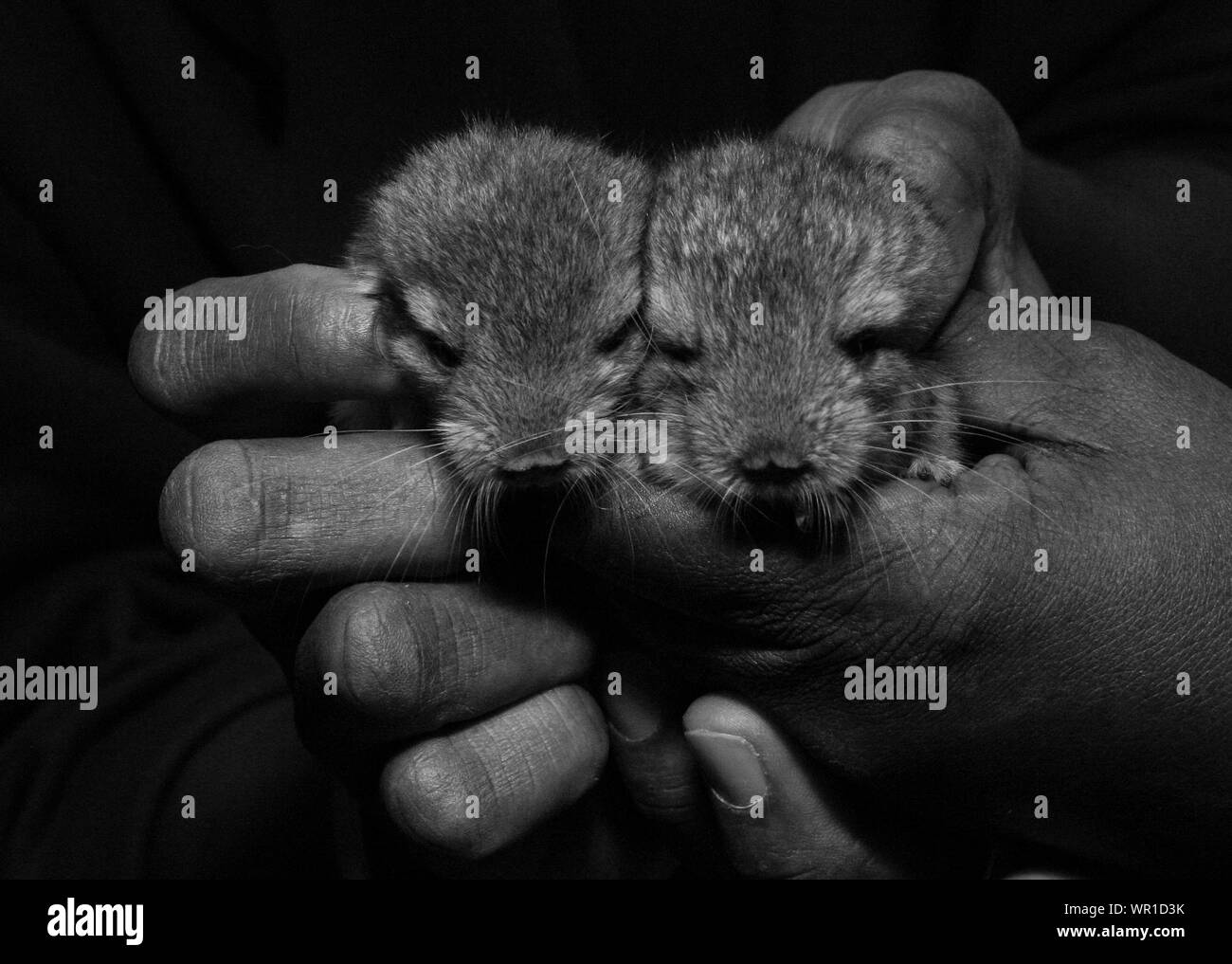 Chinchillas High Resolution Stock Photography and Images - Alamy