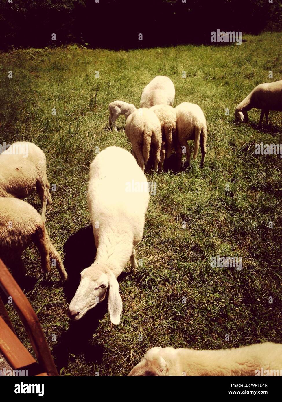 Sheep in stable hi-res stock photography and images - Alamy