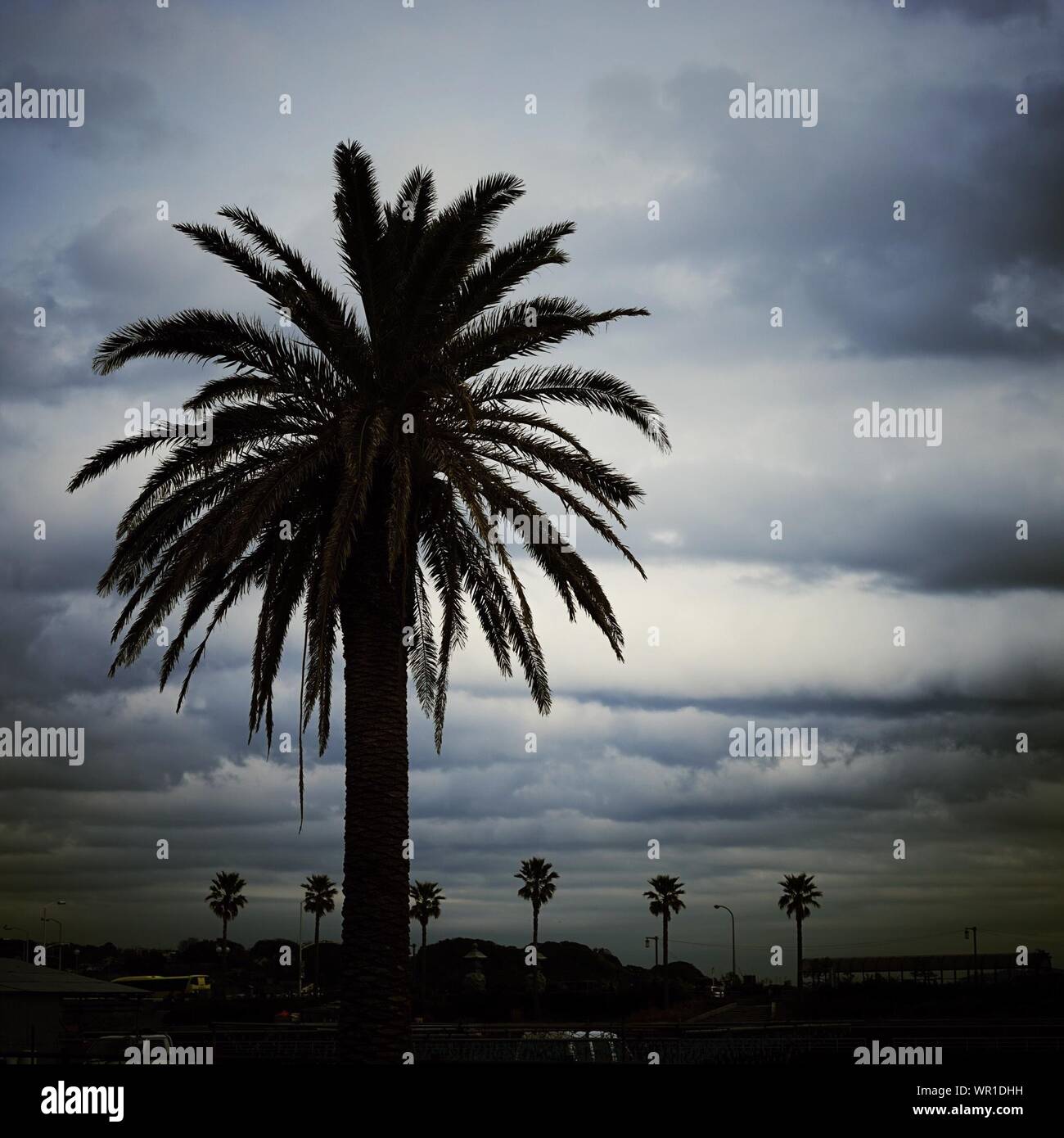 Date palm tree production hi-res stock photography and images - Alamy