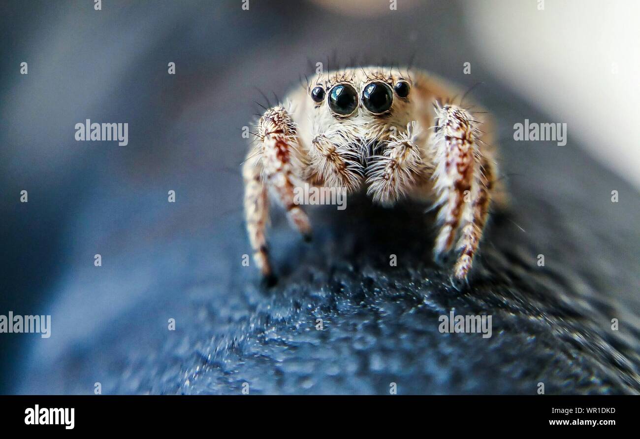 Black leather hi-res stock photography and images - Alamy