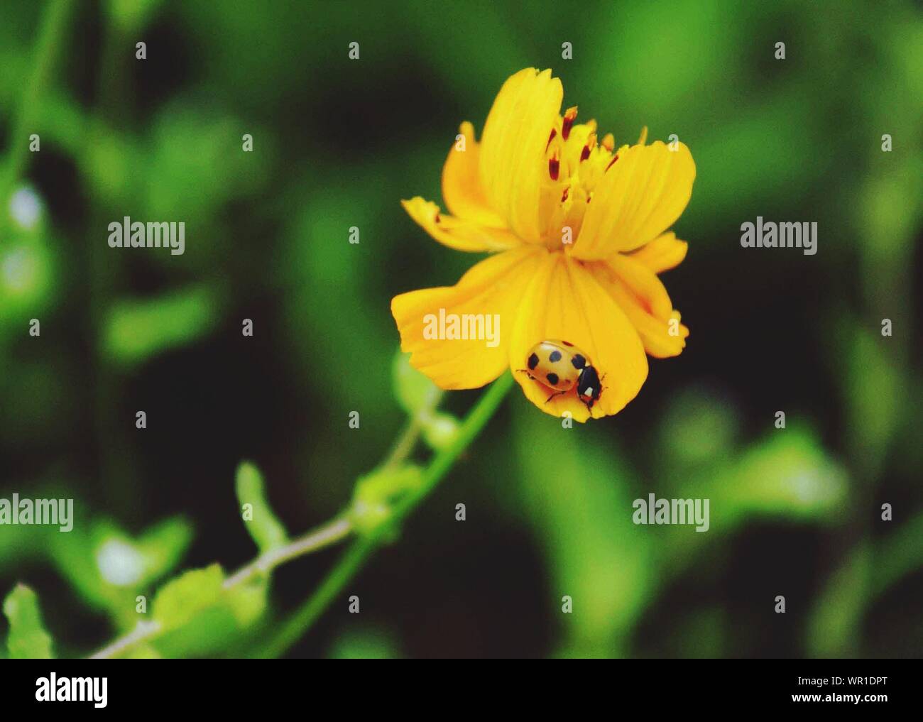 Ladybug yellow hi-res stock photography and images - Alamy