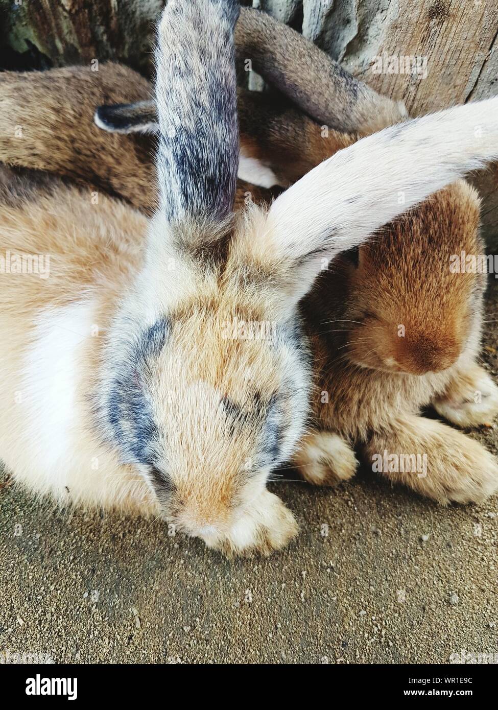 Field rabbits hi-res stock photography and images - Alamy