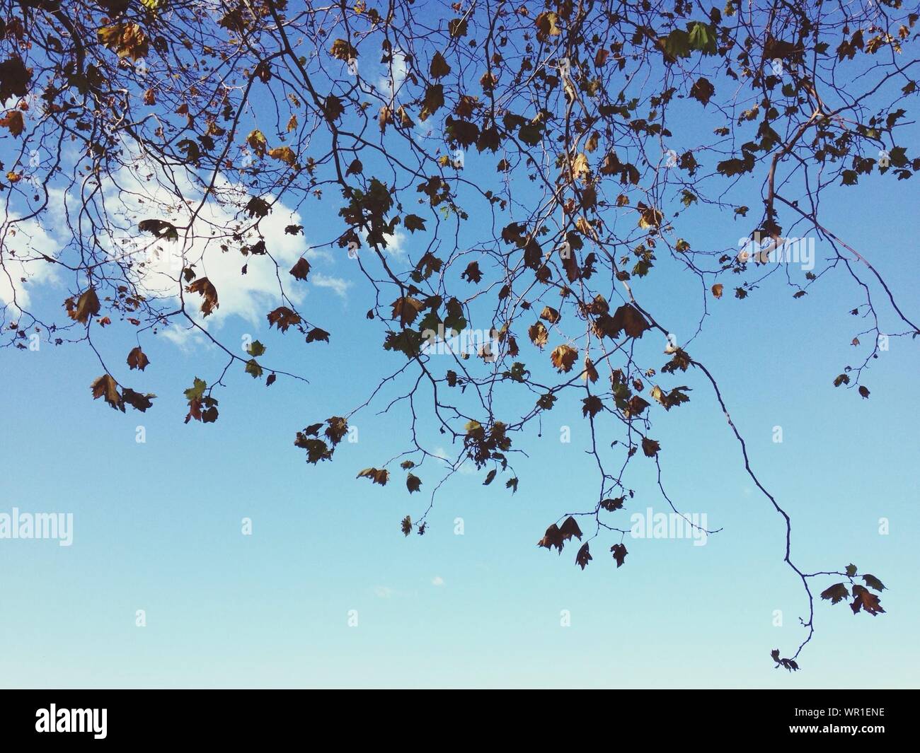 Maple tree branch hi-res stock photography and images - Alamy