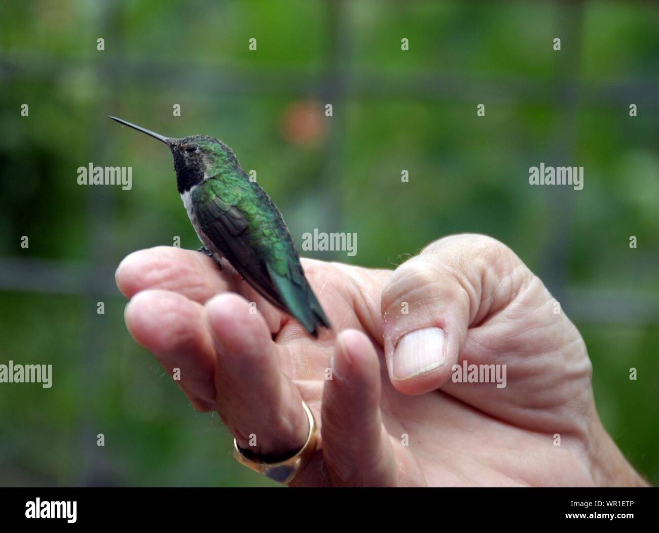 Hummingbird bird hand hi-res stock photography and images - Alamy
