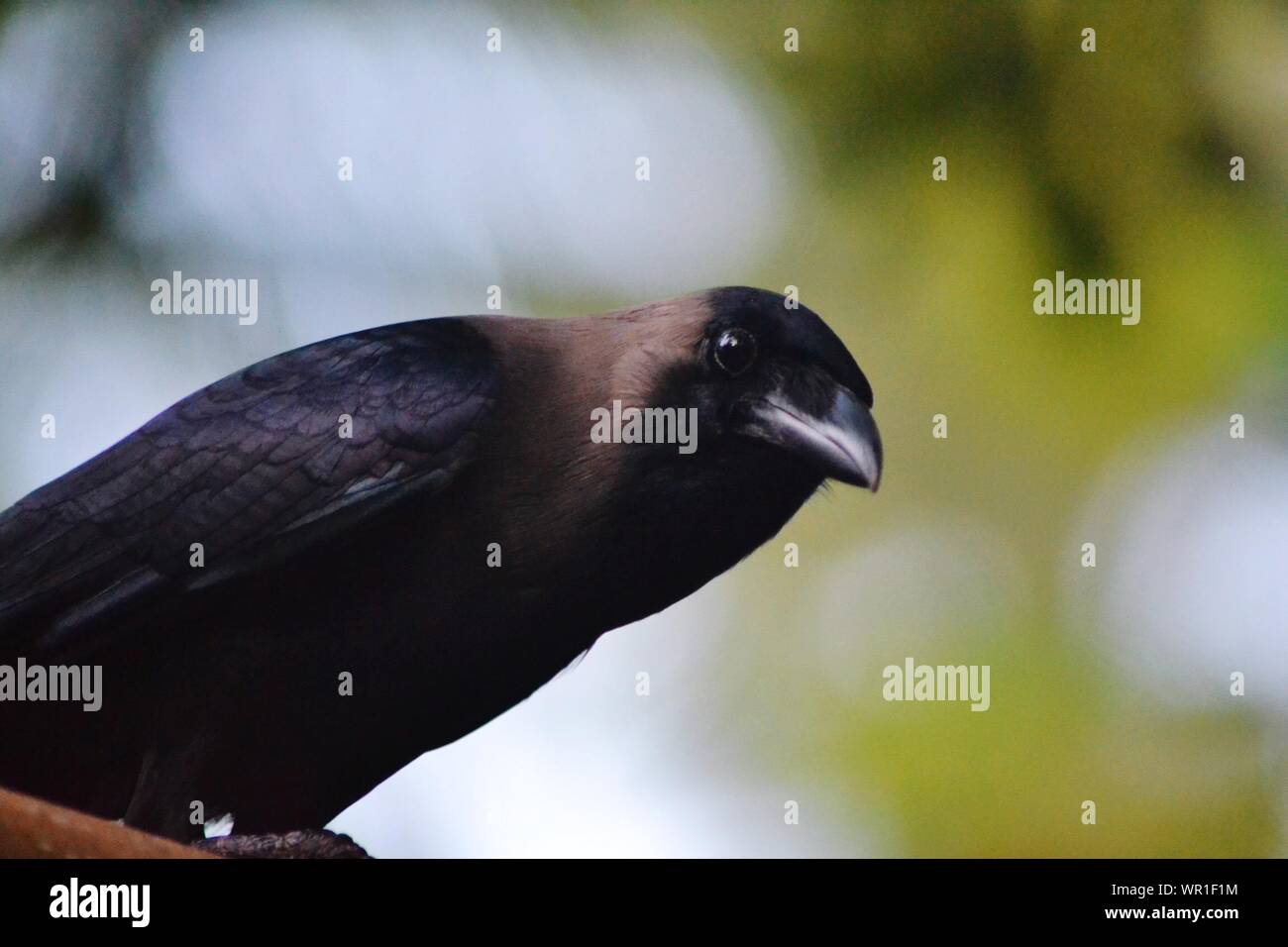 Raven On Branch High Resolution Stock Photography and Images - Alamy