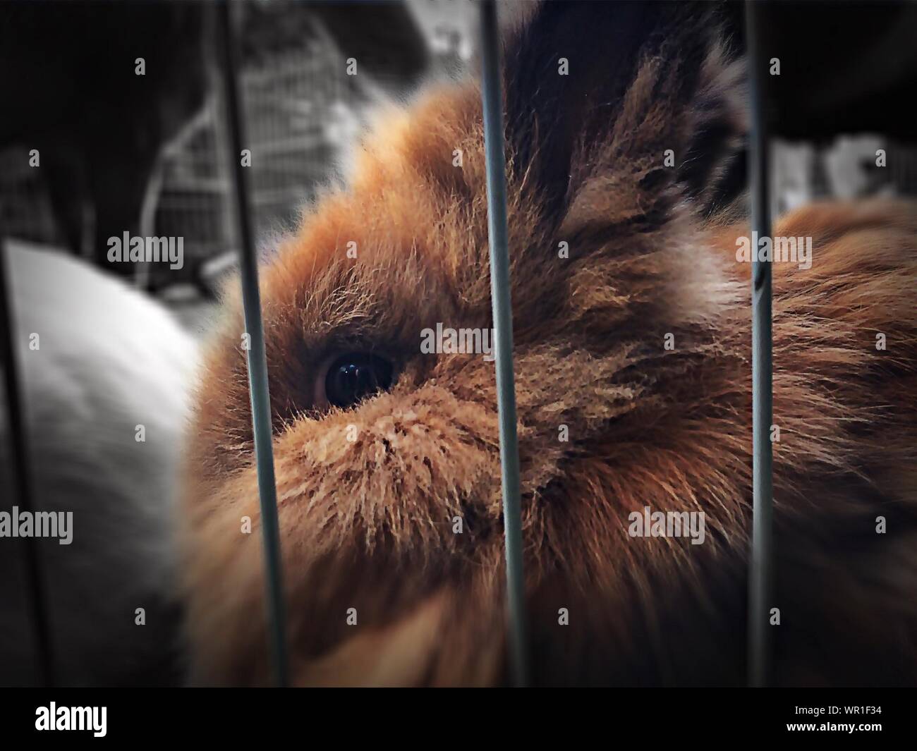 Trapped rabbit hi-res stock photography and images - Alamy