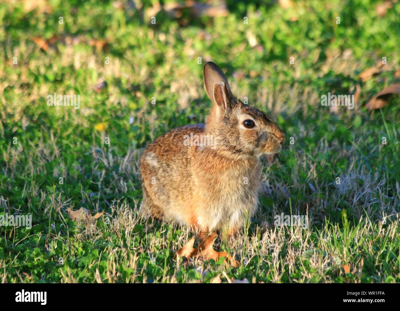 Hare sitting hi-res stock photography and images - Alamy