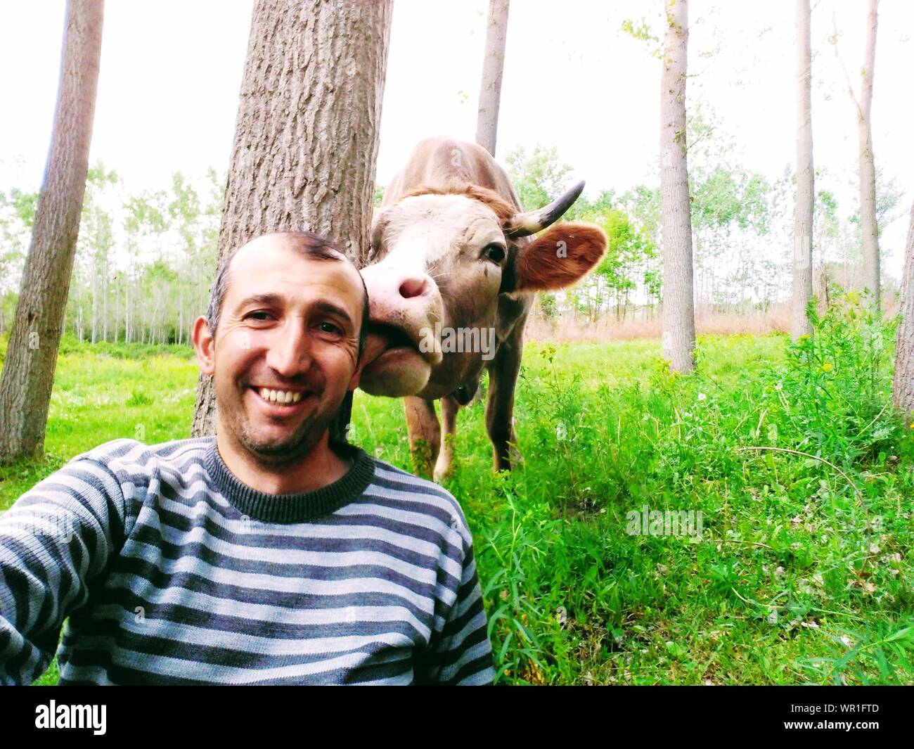 Man and cow hi-res stock photography and images - Alamy
