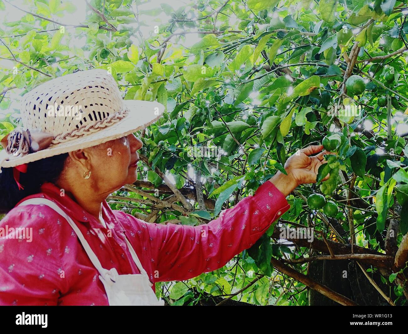 Woman plucking fruits hi-res stock photography and images - Alamy
