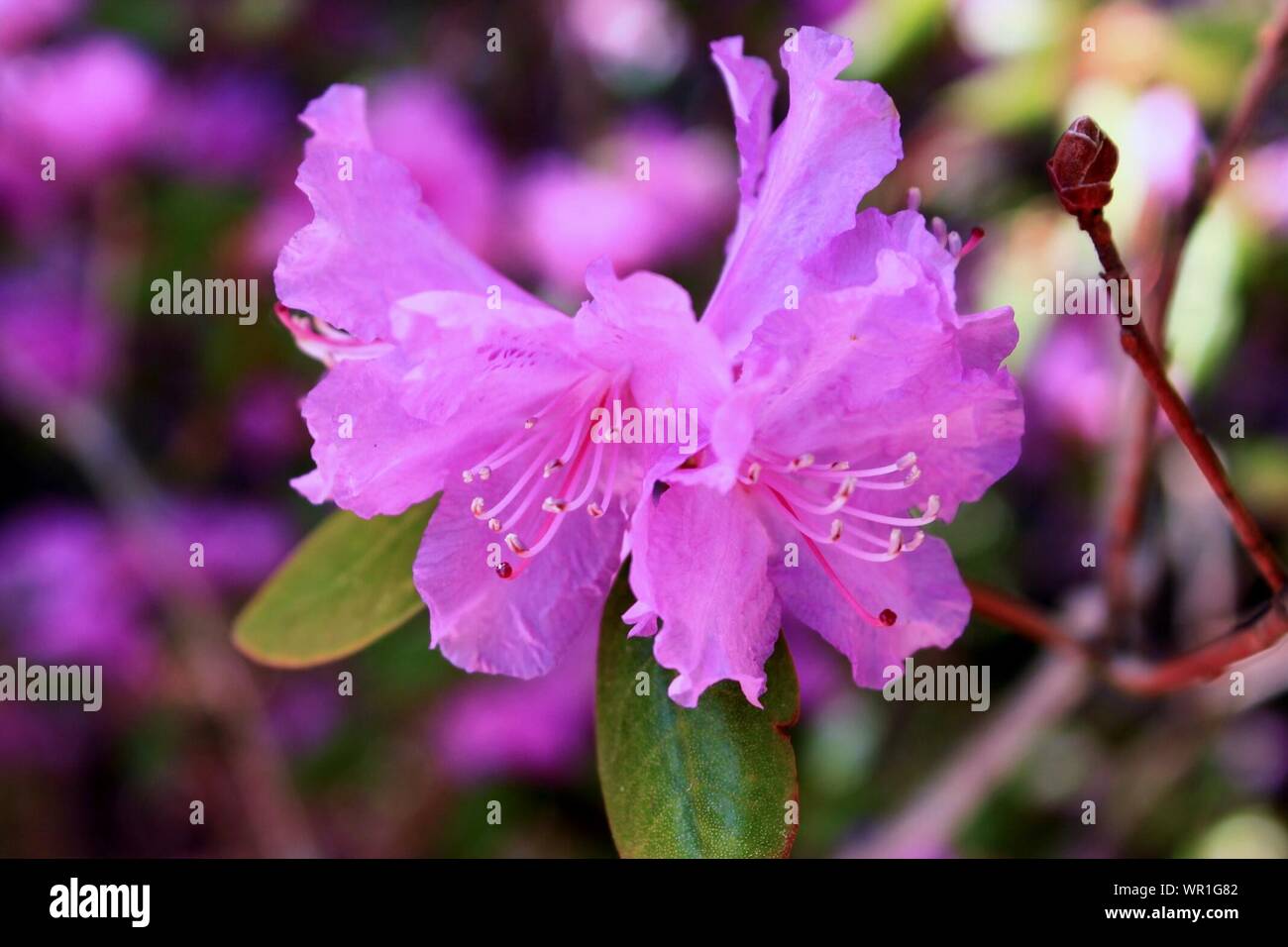 Purple azalea hi-res stock photography and images - Alamy